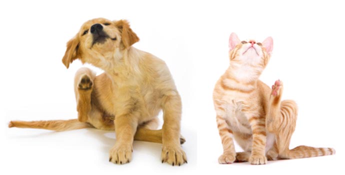 Dermatitis alérgica por pulgas: podés combatirla | Dogrun
