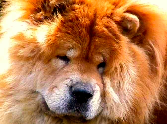 Curiosidades caninas: la lengua azul del Chow - Chow | Dogrun