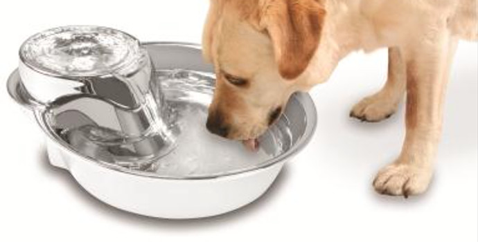 El agua, fuente de vitalidad para nuestras mascotas